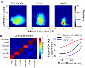 The role of sound statistics for discrimination and coding of sounds ...